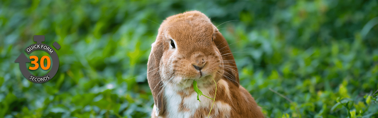 Get Rabbit Insurance Quotes - Clean Green Compare